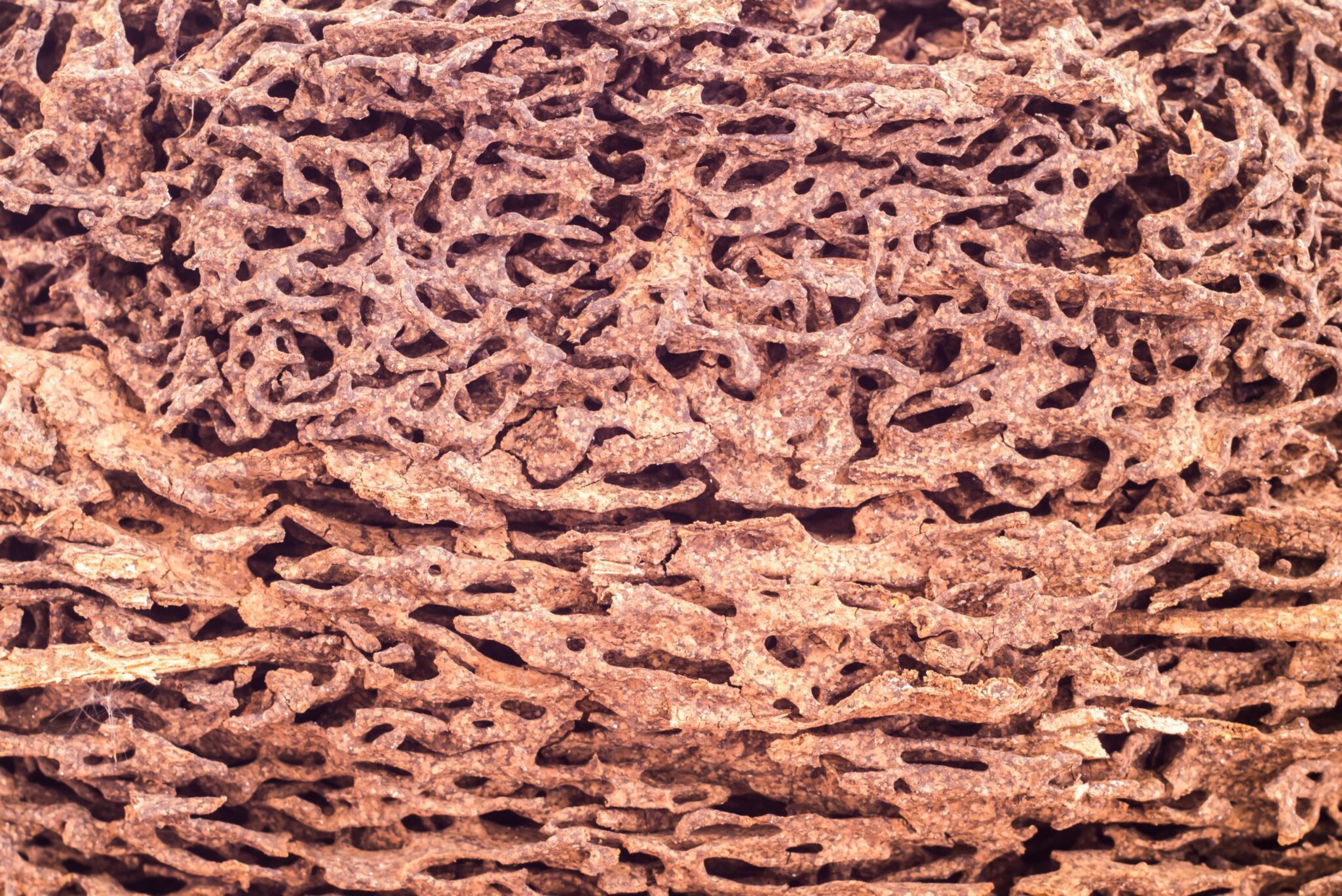 Termites In Georgia: Signs, Damage, And Treatment | PestForce