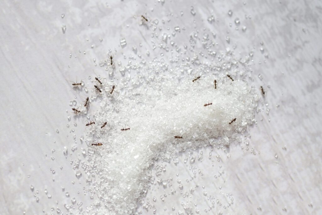 Signs Of An Ant Infestation & How To Get Rid Of Them | PestForce