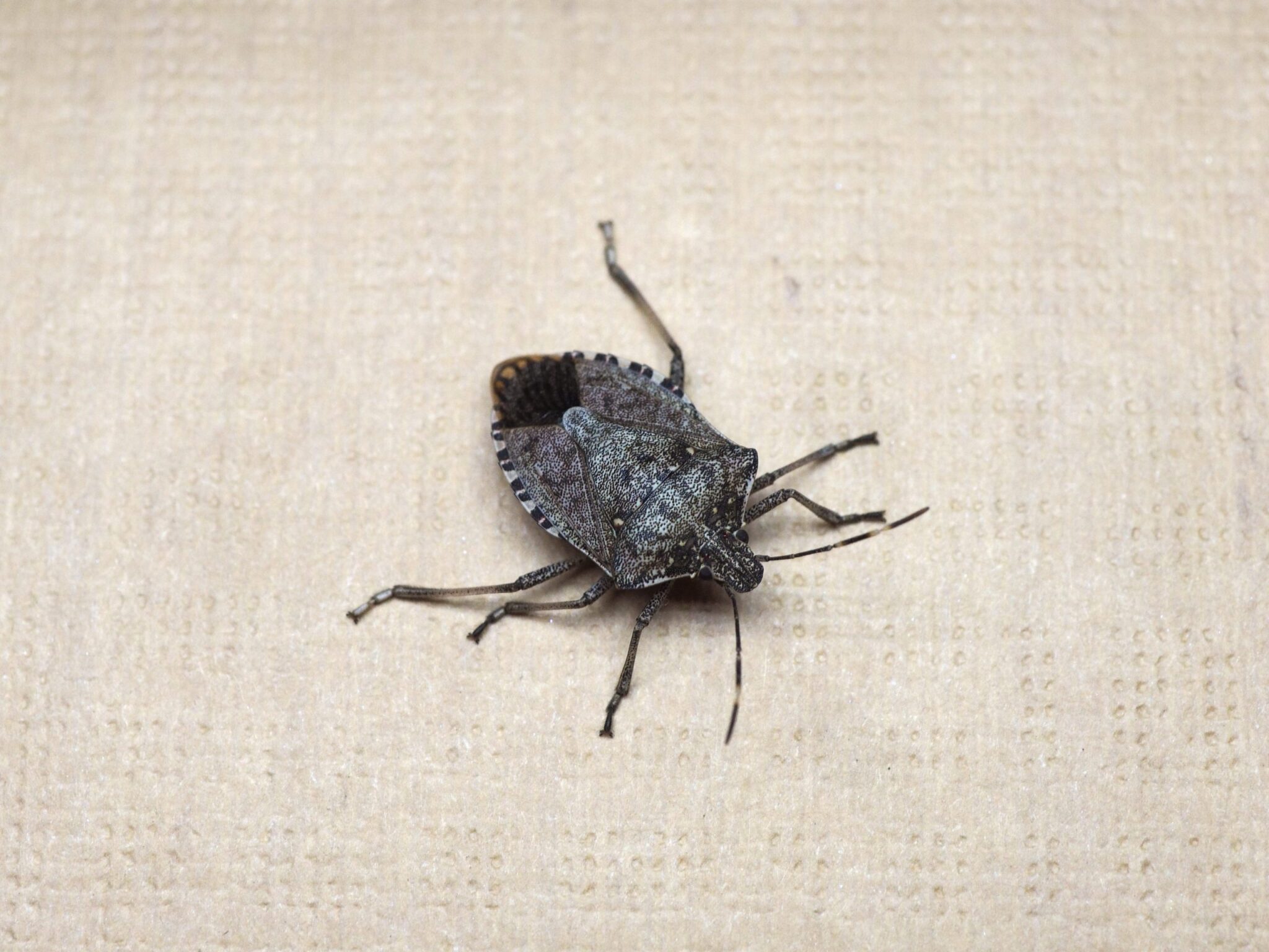 3 Common Pests That Are Active In Winter Pestforce