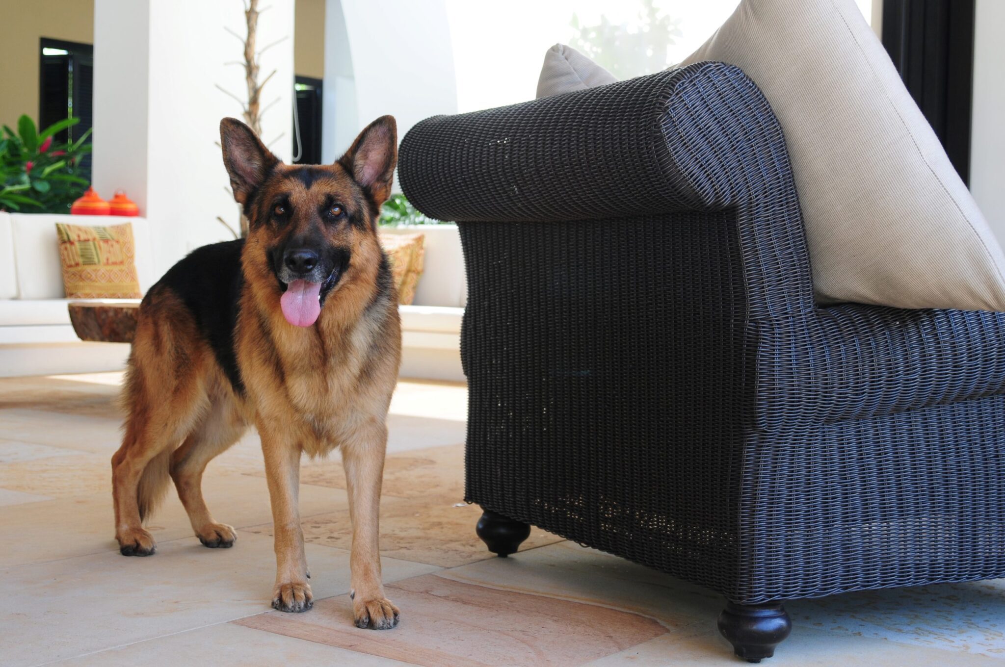 K9 Bed Bug Detection | PestForce