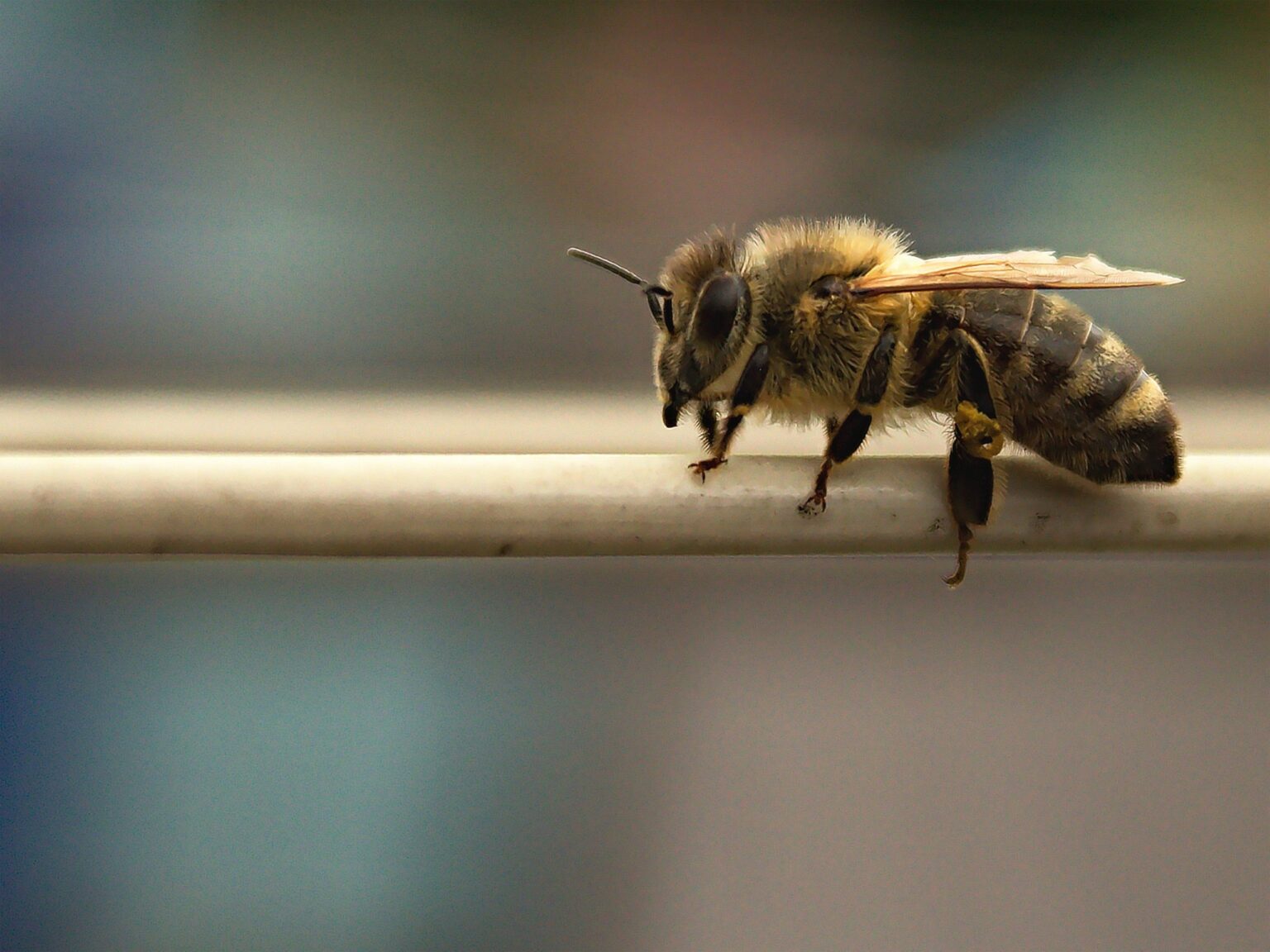 What Types Of Pests Come Out In The Spring? | PestForce