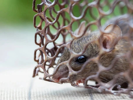 Your Guide For Effective Rodent Control In Georgia | PestForce