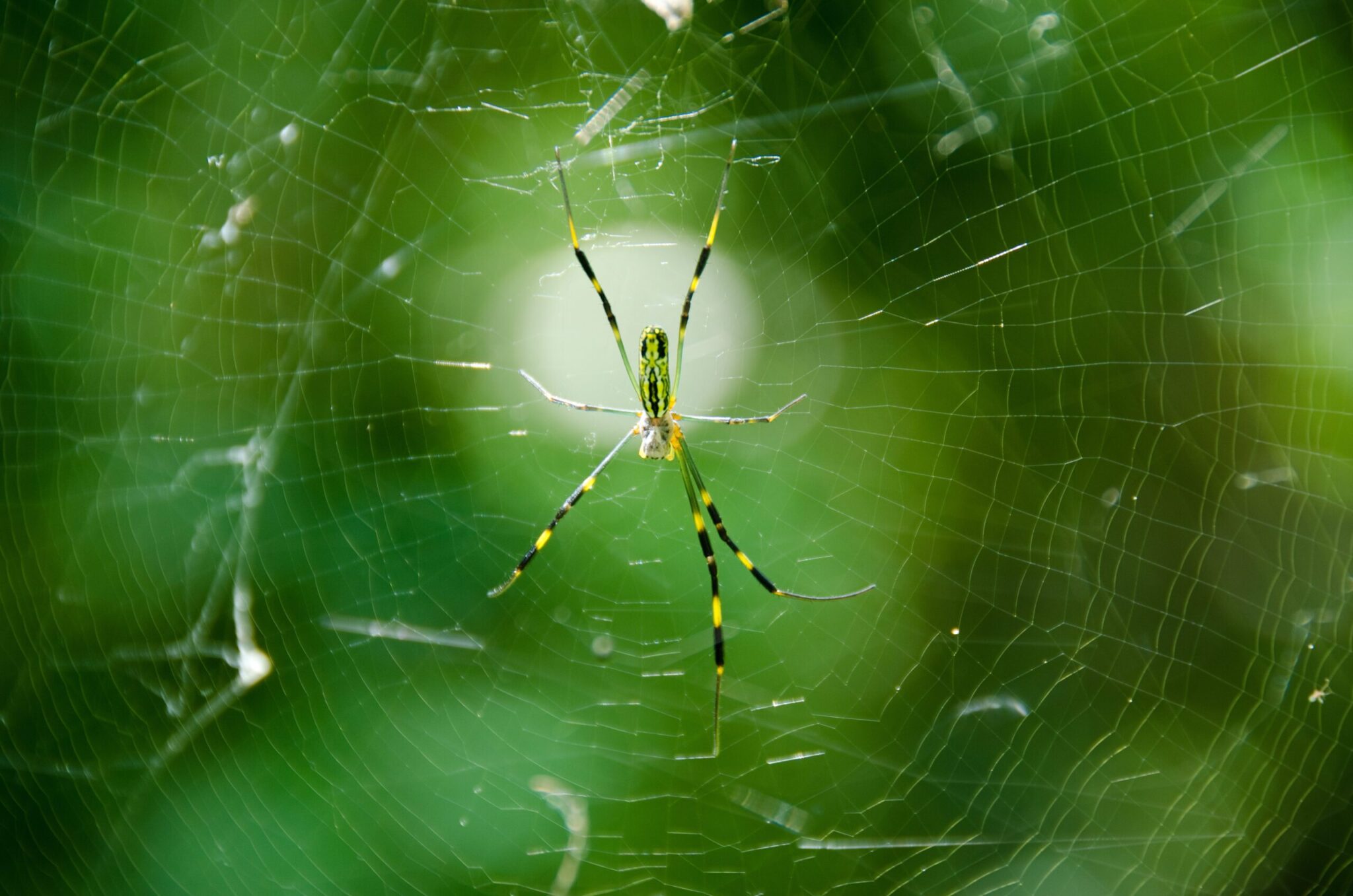 Joro Spiders Identification Management And Hiring Pest Force