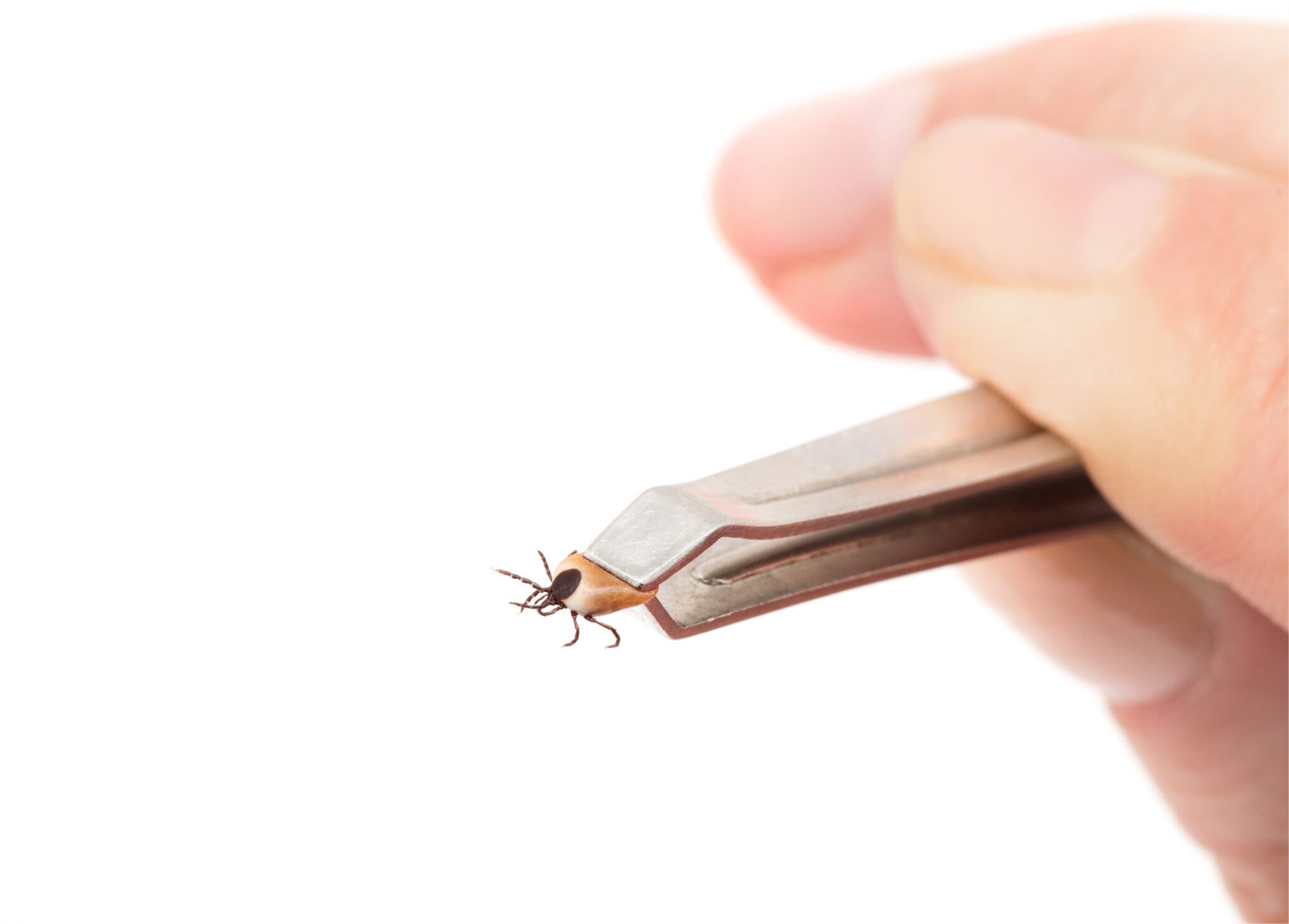 Tick Control 101 | PestForce