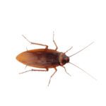 9 Types Of Roaches In Georgia & How To Get Rid Of Them Fast