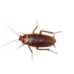 9 Types Of Roaches In Georgia & How To Get Rid Of Them Fast