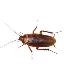 9 Types Of Roaches In Georgia & How To Get Rid Of Them Fast