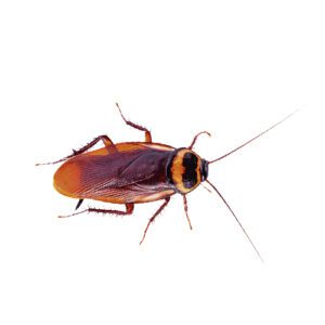 9 Types Of Roaches In Georgia & How To Get Rid Of Them Fast