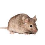 13 Types Of Rodents In Georgia With Pics – Identification Guide