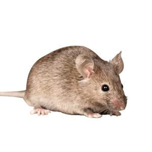 13 Types Of Rodents In Georgia With Pics – Identification Guide