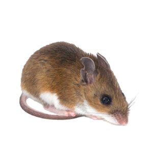 13 Types Of Rodents In Georgia With Pics – Identification Guide