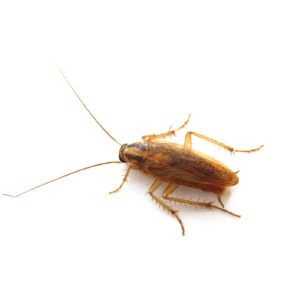 9 Types Of Roaches In Georgia & How To Get Rid Of Them Fast