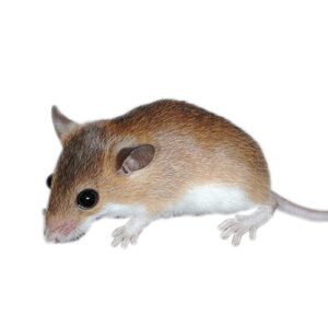 13 Types Of Rodents In Georgia With Pics – Identification Guide