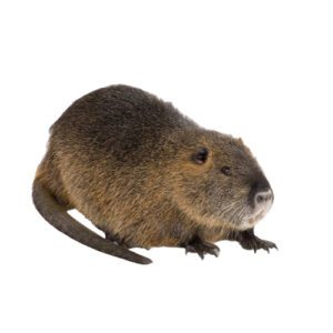 13 Types Of Rodents In Georgia With Pics – Identification Guide