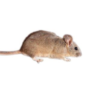 13 Types Of Rodents In Georgia With Pics – Identification Guide