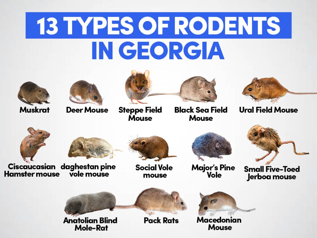 13 Types Of Rodents In Georgia With Pics – Identification Guide