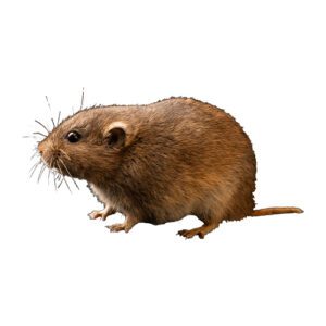 13 Types Of Rodents In Georgia With Pics – Identification Guide