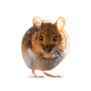 13 Types Of Rodents In Georgia With Pics – Identification Guide