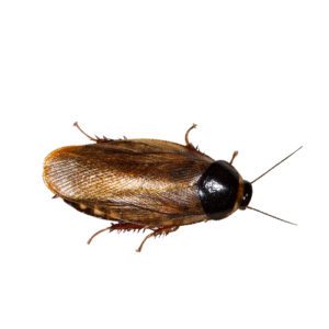 9 Types Of Roaches In Georgia & How To Get Rid Of Them Fast