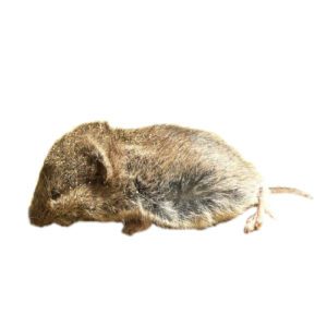 13 Types Of Rodents In Georgia With Pics – Identification Guide