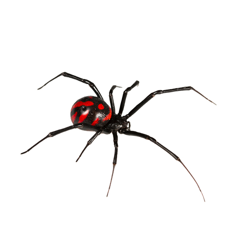 13 Common Spiders In Georgia: Picture Identification And Characteristics