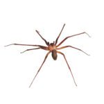 13 Common Spiders In Georgia: Picture Identification And Characteristics