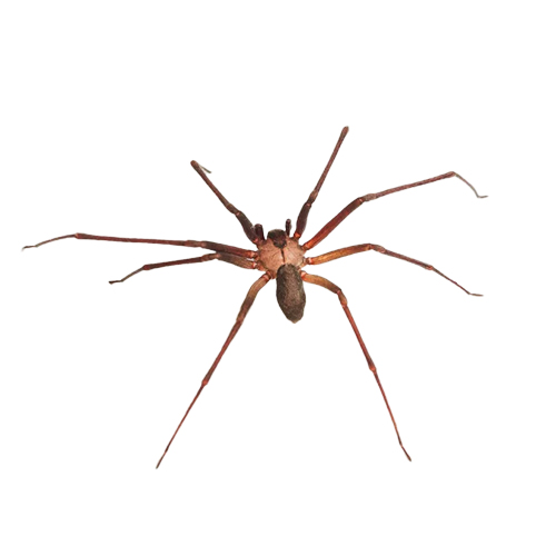 13 Common Spiders In Georgia: Picture Identification And Characteristics