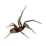 13 Common Spiders In Georgia: Picture Identification And Characteristics