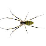 13 Common Spiders In Georgia: Picture Identification And Characteristics