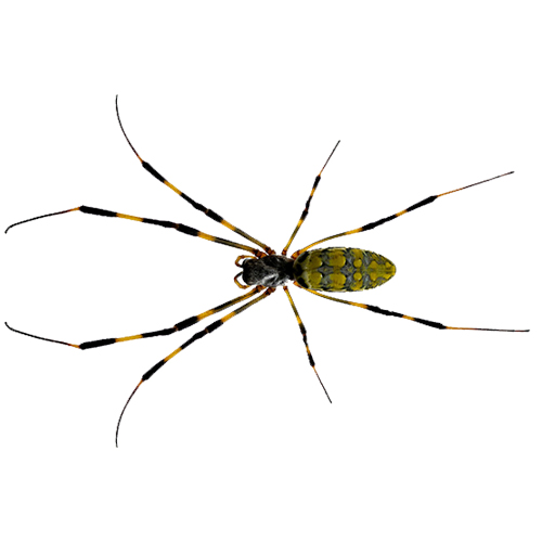 13 Common Spiders In Georgia: Picture Identification And Characteristics
