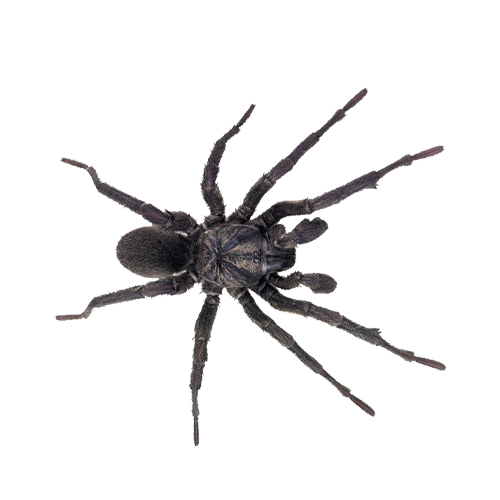 13 Common Spiders In Georgia: Picture Identification And Characteristics