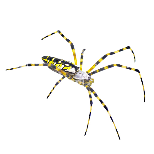 13 Common Spiders In Georgia: Picture Identification And Characteristics