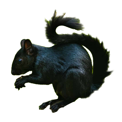 8 Types Of Squirrels In Georgia: Identification And Behavior Guide