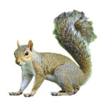 8 Types Of Squirrels In Georgia: Identification And Behavior Guide