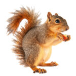 8 Types Of Squirrels In Georgia: Identification And Behavior Guide