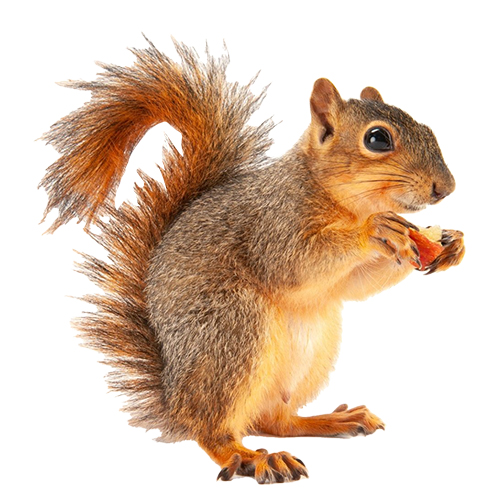 8 Types Of Squirrels In Georgia: Identification And Behavior Guide