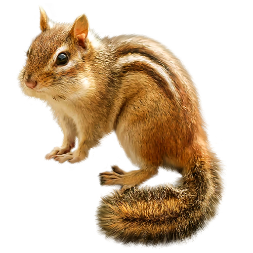 8 Types Of Squirrels In Georgia: Identification And Behavior Guide